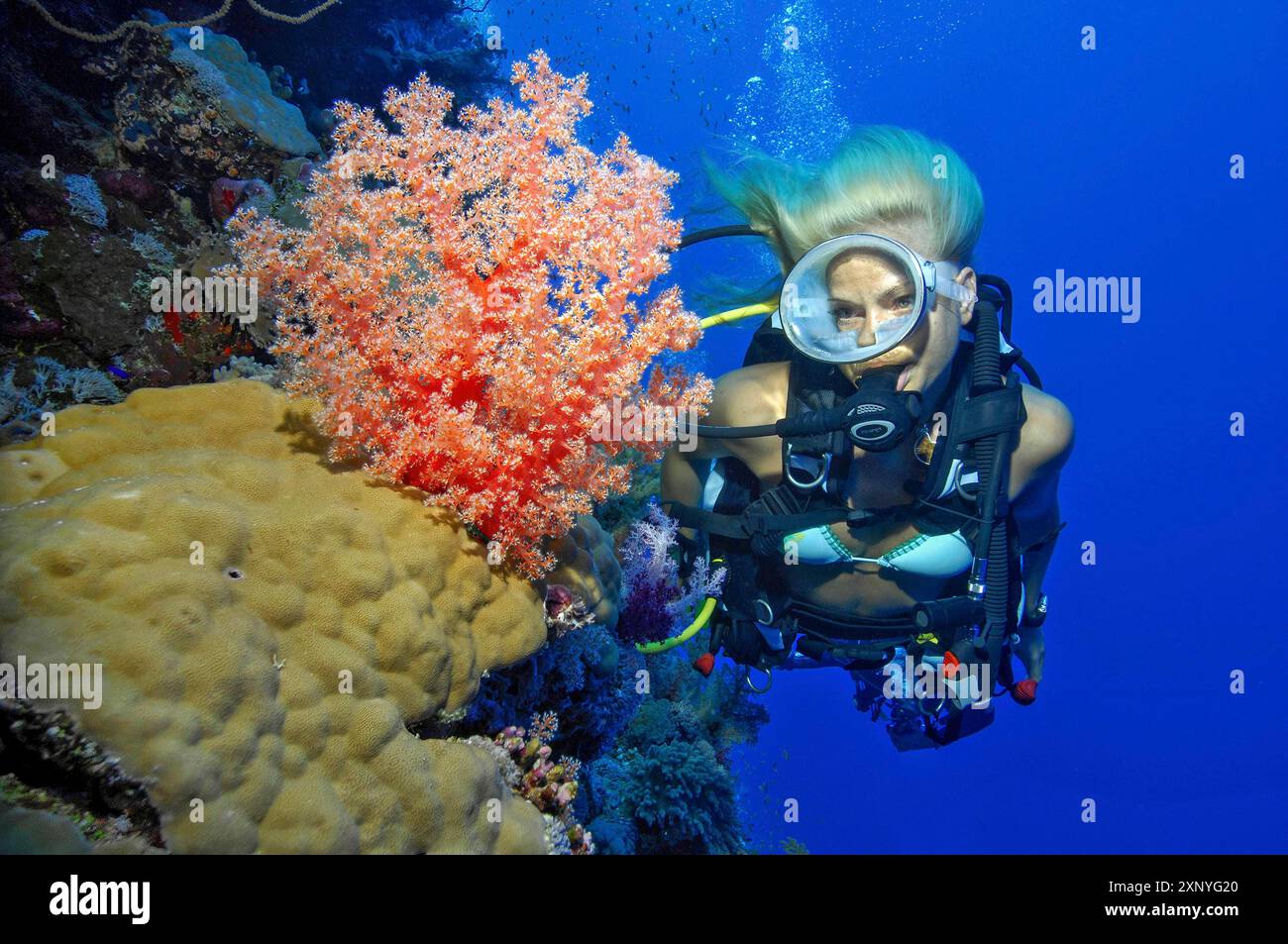 Diver Diver looking at soft coral (Dendronephthya) on reef wall drop ...