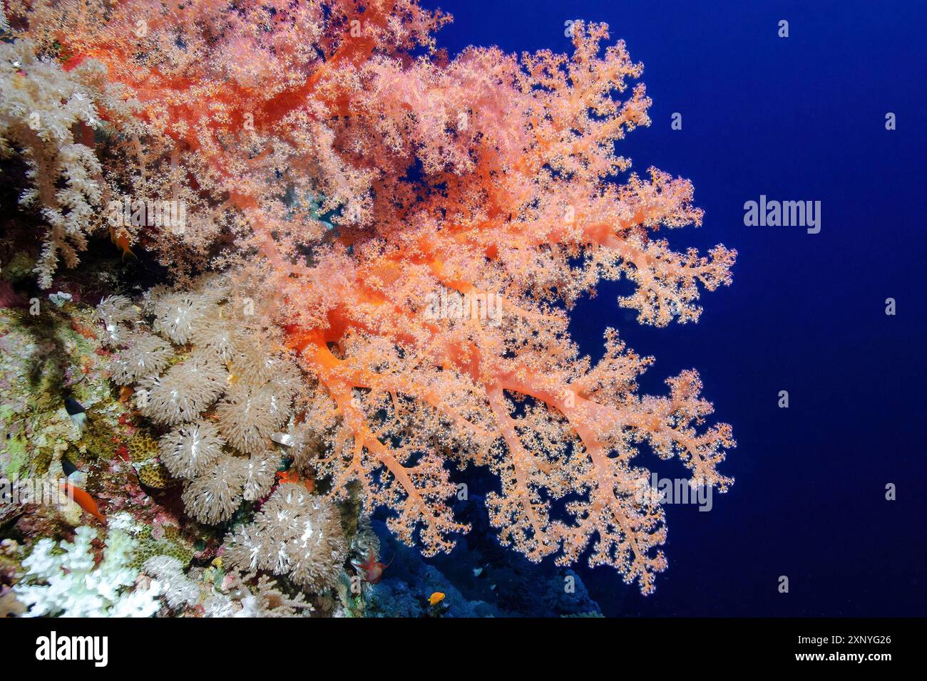Pink-coloured reddish soft coral (Dendronephthya) growing on steep reef ...