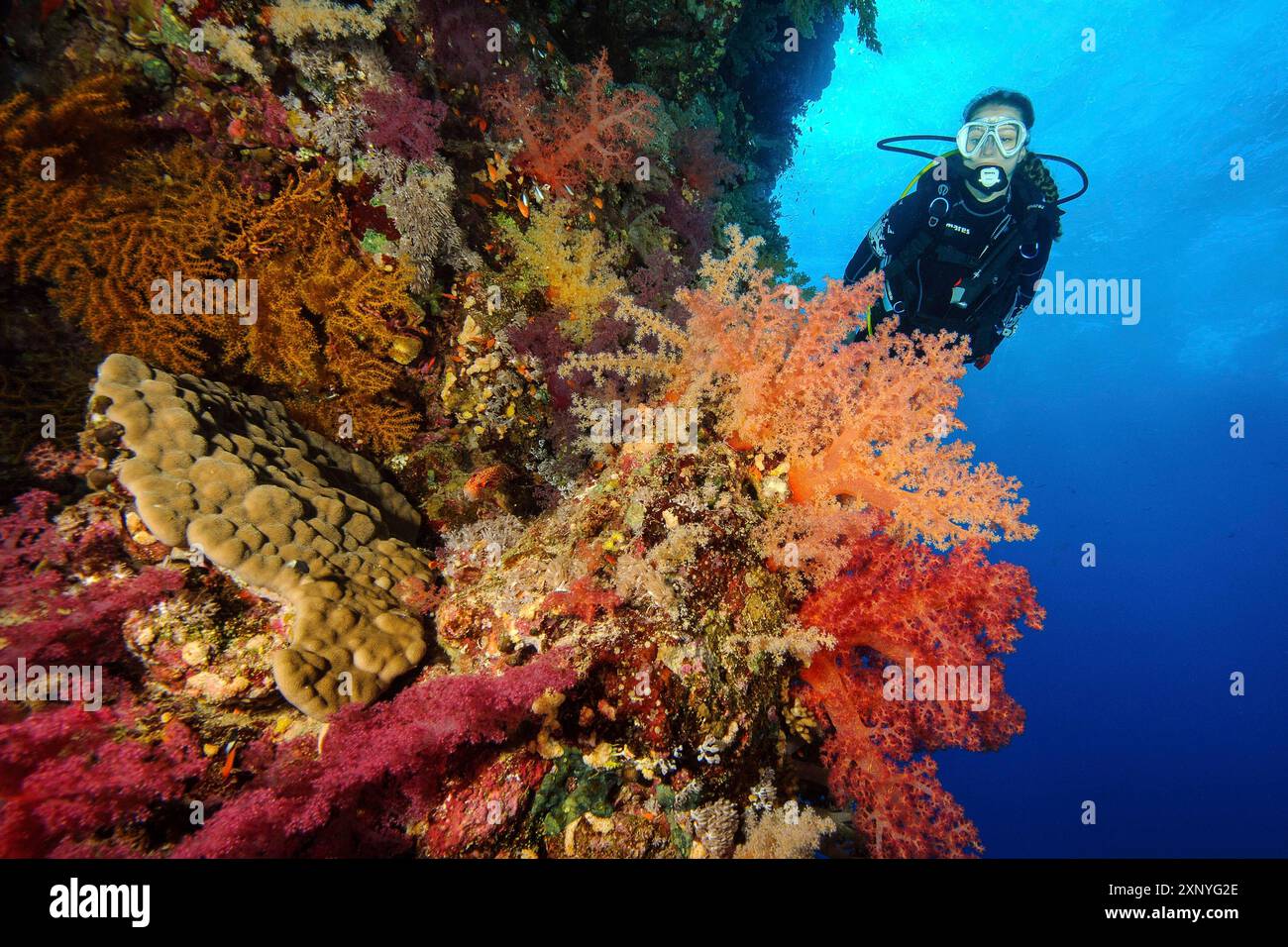 Female diver looking at reef wall drop off of colourful coral reef with ...