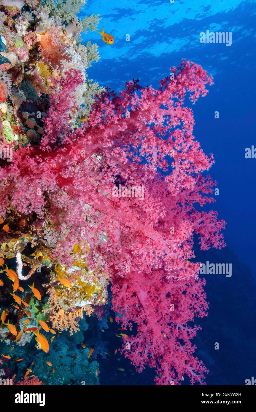 Steep coral reef drop off hi-res stock photography and images - Alamy