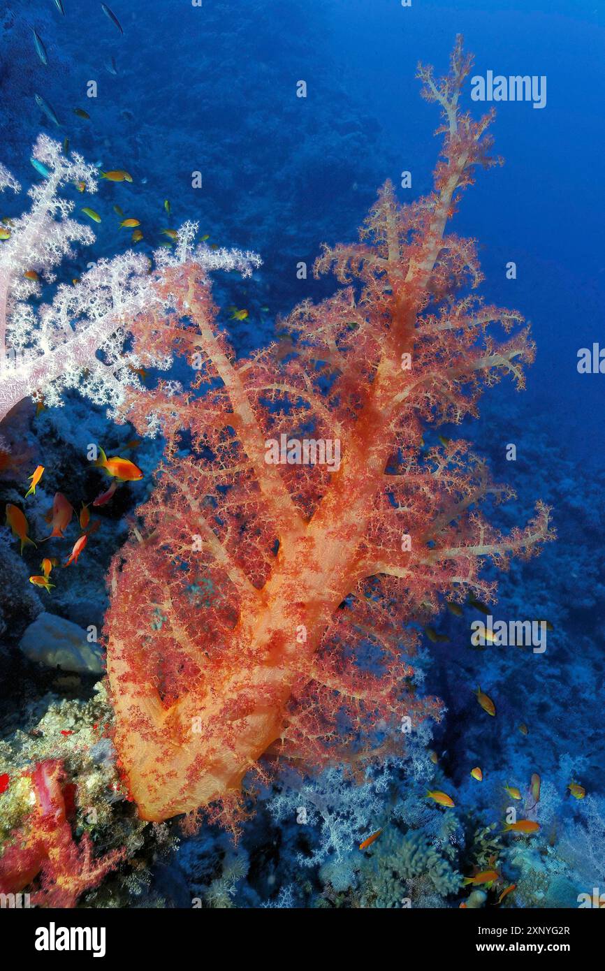 Orange soft coral (Dendronephthya) with thick trunk in orange colour ...