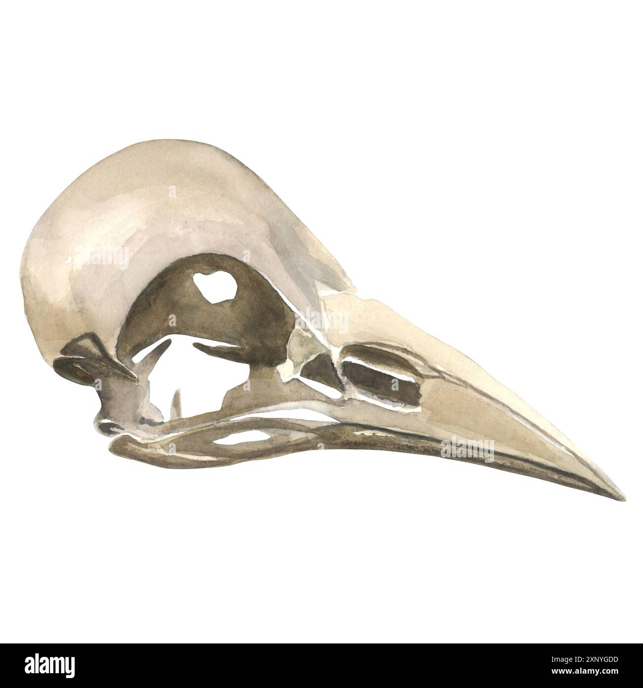 Crow skull watercolor illustration hand drawn. Isolated on a white ...