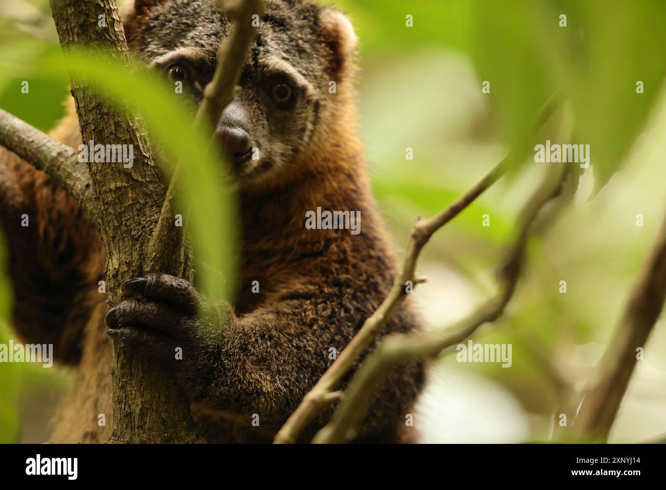 Sulawesi bear cuscus, also known as the Sulawesi bear phalanger ...