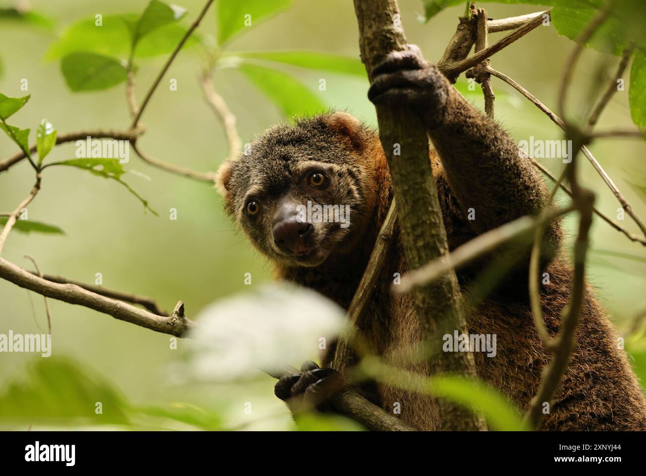 Sulawesi bear cuscus, also known as the Sulawesi bear phalanger ...