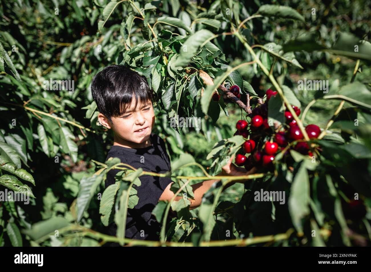 upper view of child picking up cherries from the tree Stock Photo - Alamy