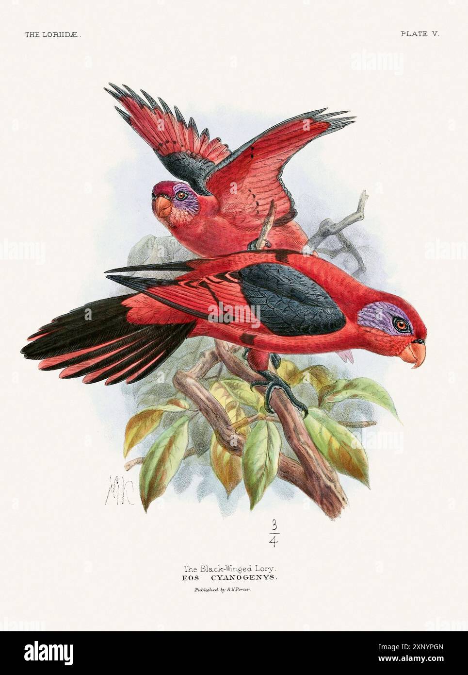 Vintage Parrot Illustration. Colorful drawing of parrots from a 19th ...