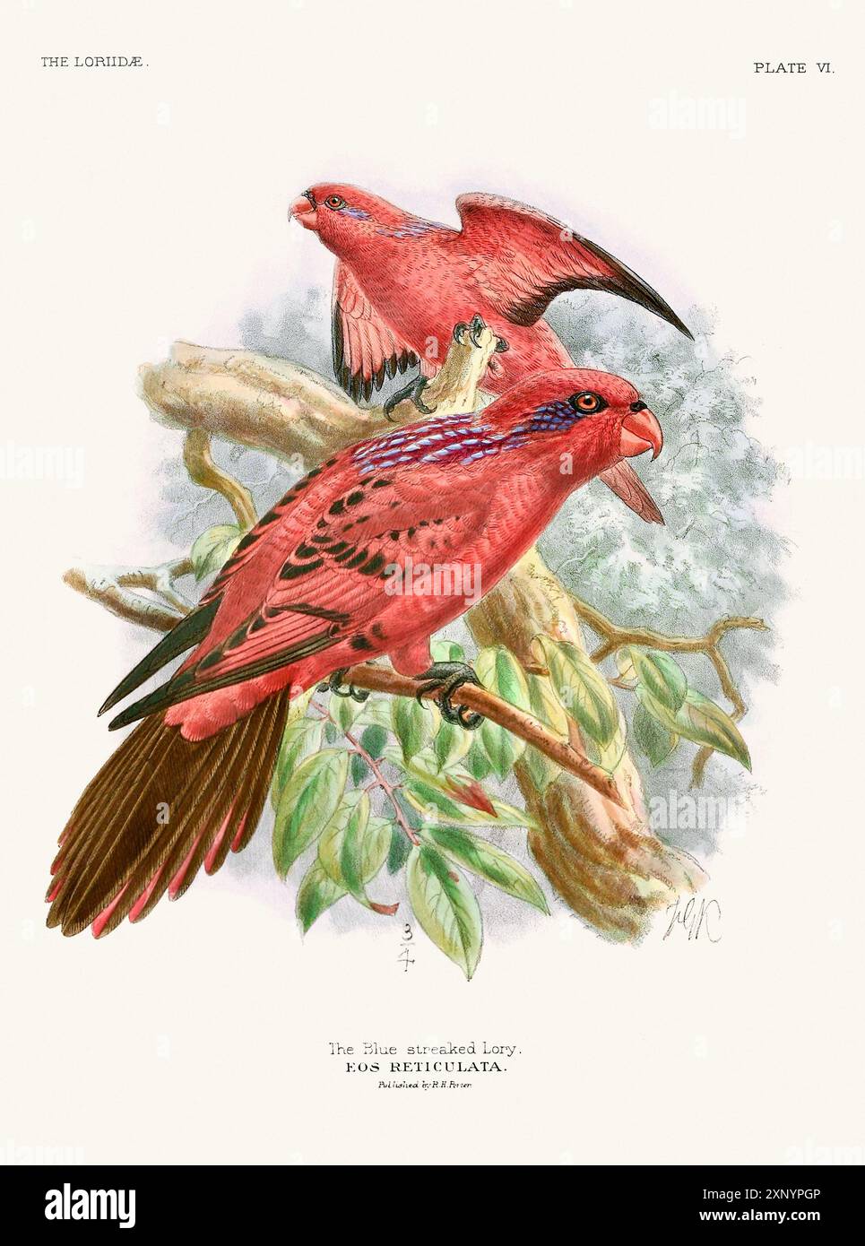 Vintage Parrot Illustration. Colorful drawing of parrots from a 19th ...