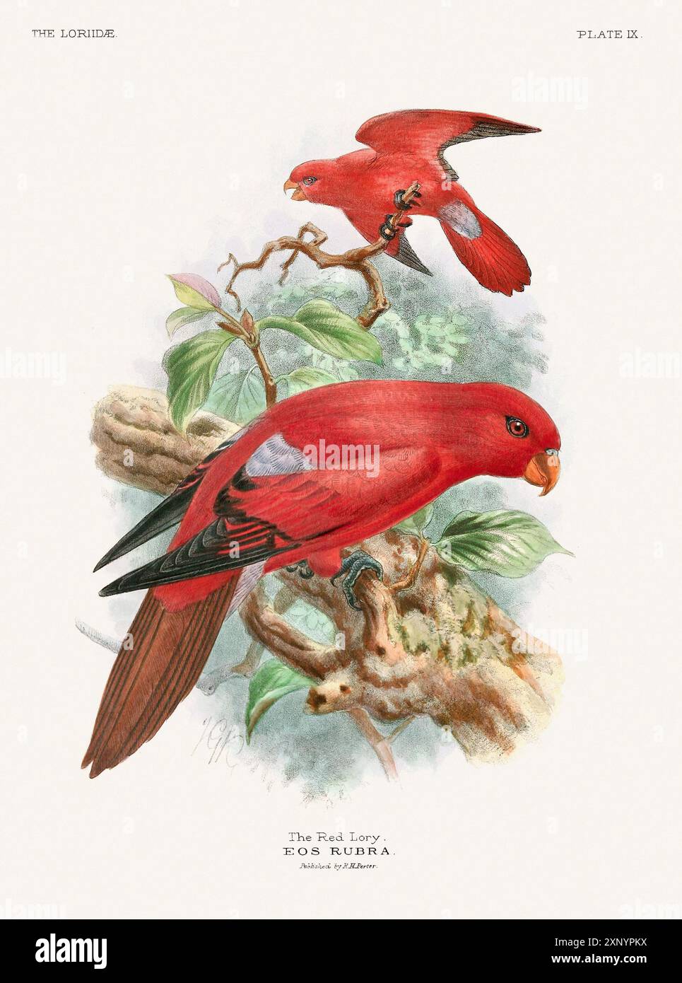 Vintage Parrot Illustration. Colorful drawing of parrots from a 19th ...