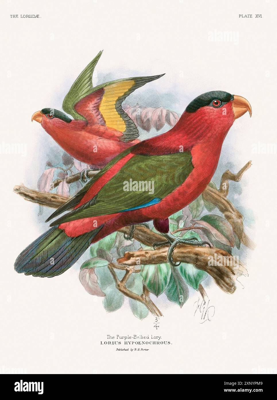 Vintage Parrot Illustration. Colorful drawing of parrots from a 19th ...