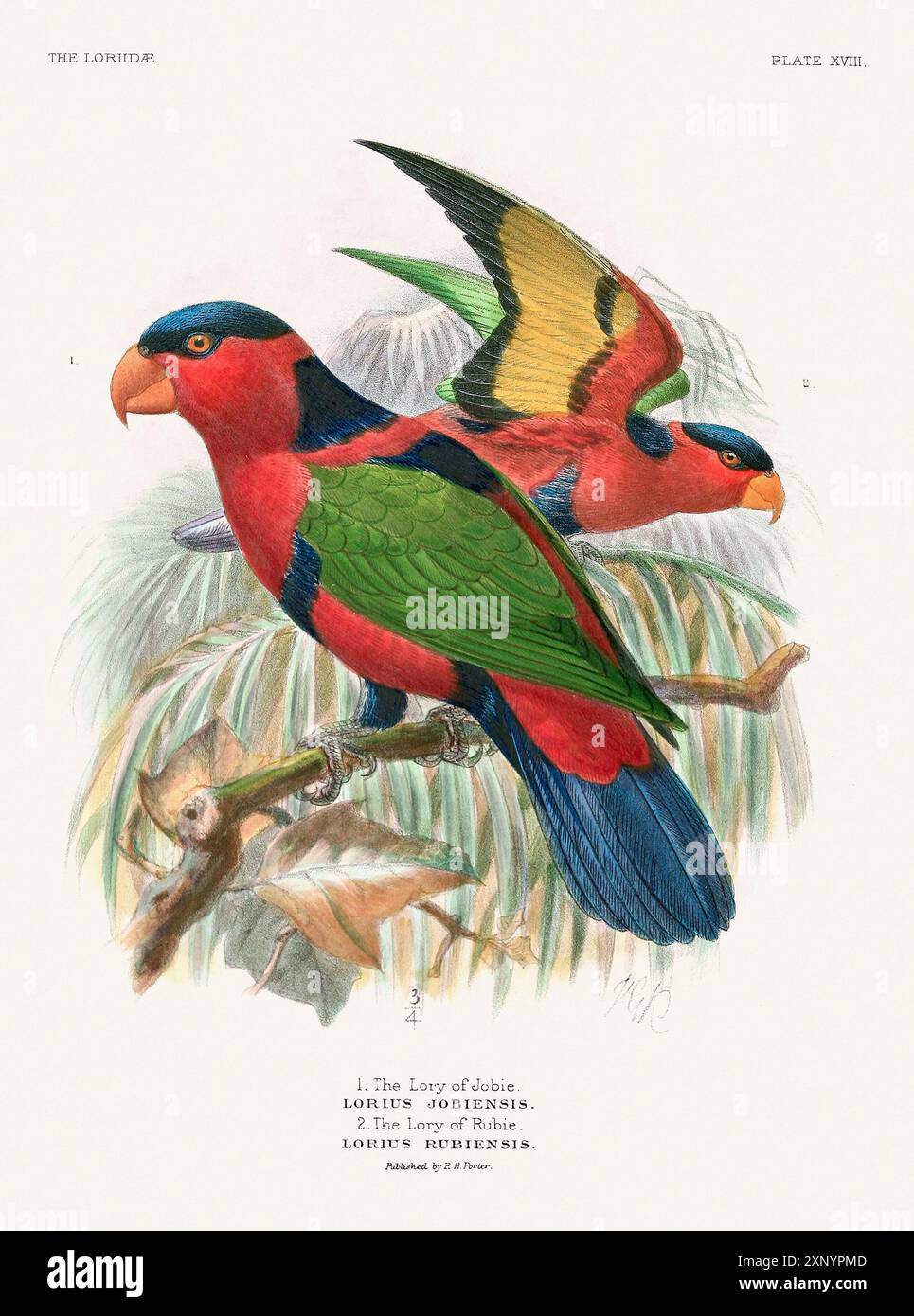 Vintage Parrot Illustration. Colorful drawing of parrots from a 19th ...