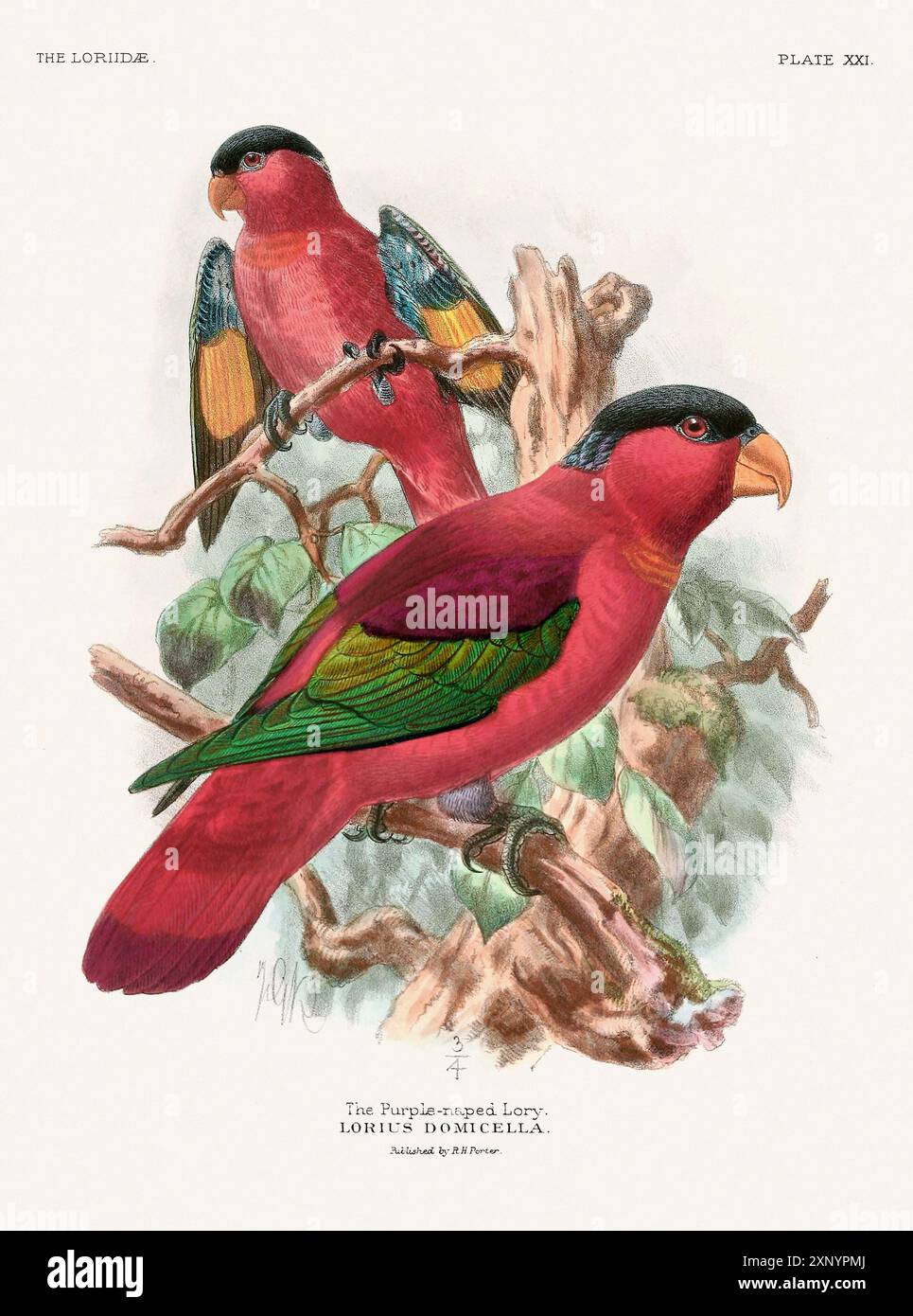 Vintage Parrot Illustration. Colorful drawing of parrots from a 19th ...