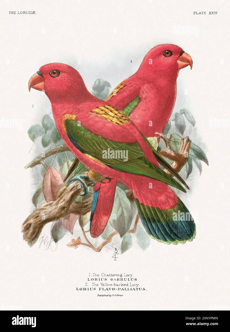 Vintage Parrot Illustration. Colorful drawing of parrots from a 19th ...
