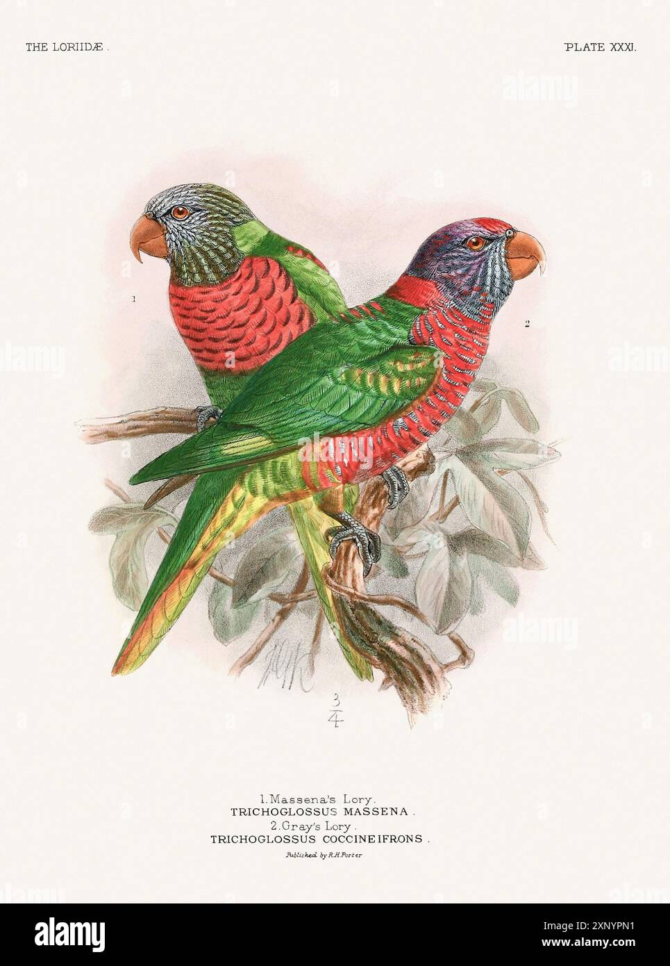 Vintage Parrot Illustration. Colorful drawing of parrots from a 19th ...