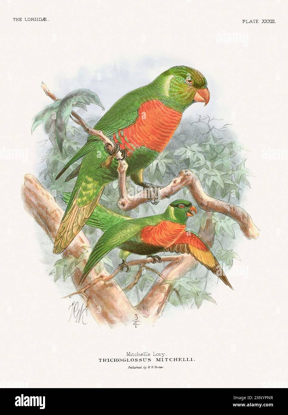 Vintage Parrot Illustration. Colorful drawing of parrots from a 19th ...
