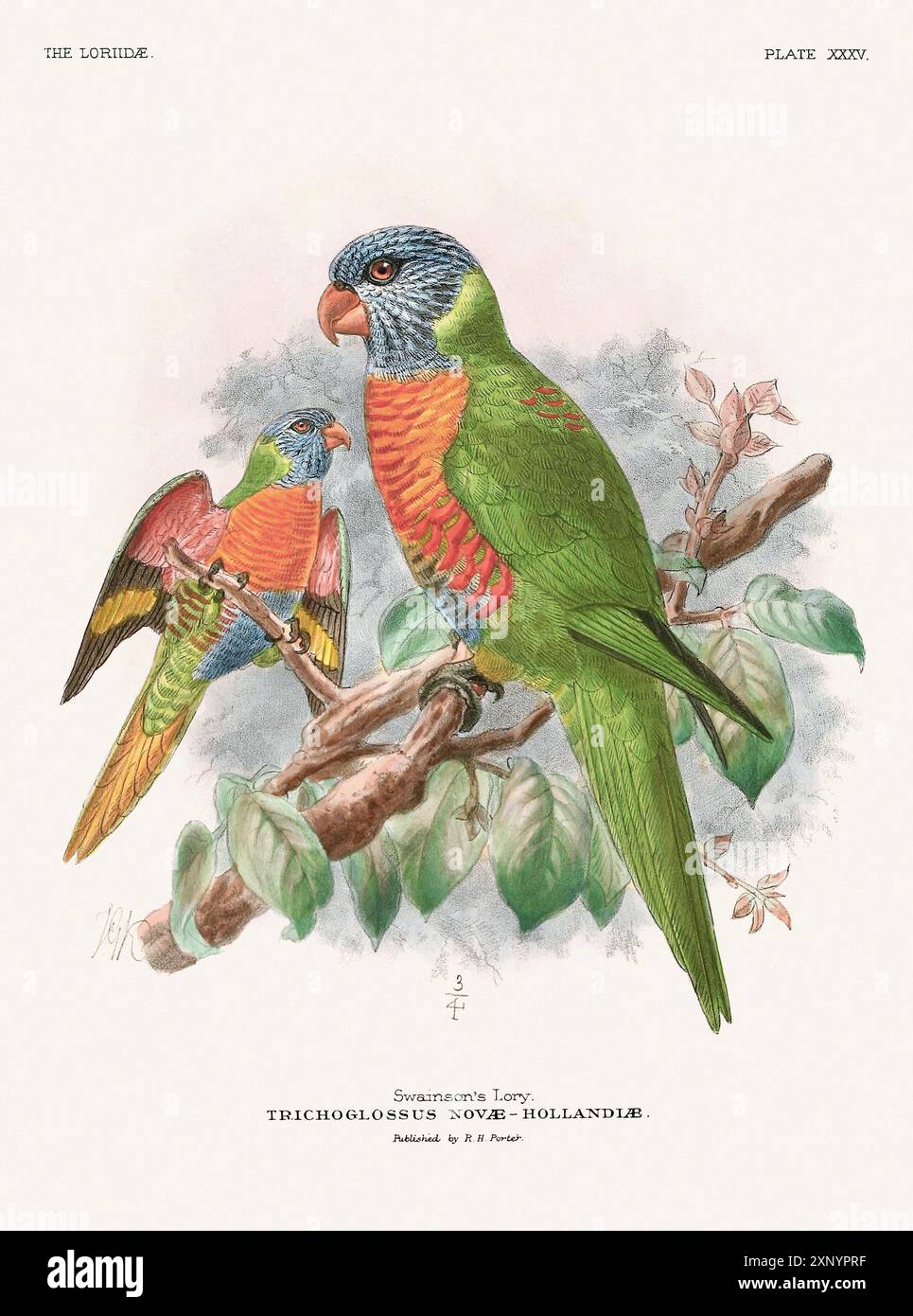 Vintage Parrot Illustration. Colorful drawing of parrots from a 19th ...