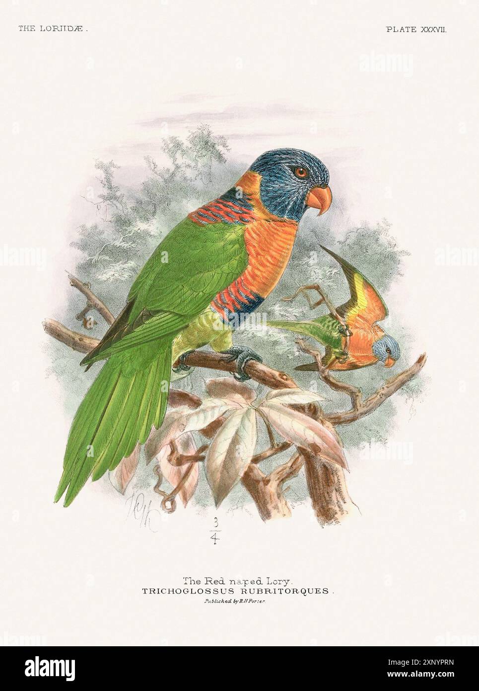 Vintage Parrot Illustration. Colorful drawing of parrots from a 19th ...
