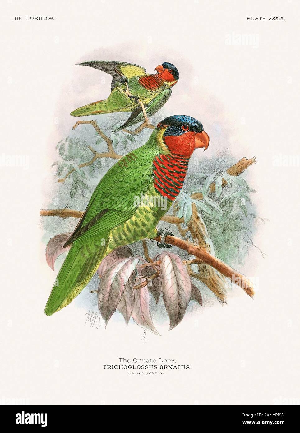 Vintage Parrot Illustration. Colorful drawing of parrots from a 19th ...