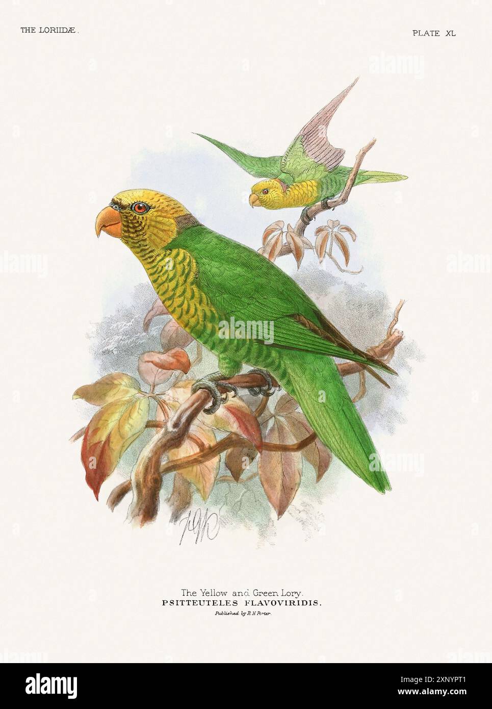 Vintage Parrot Illustration. Colorful drawing of parrots from a 19th ...