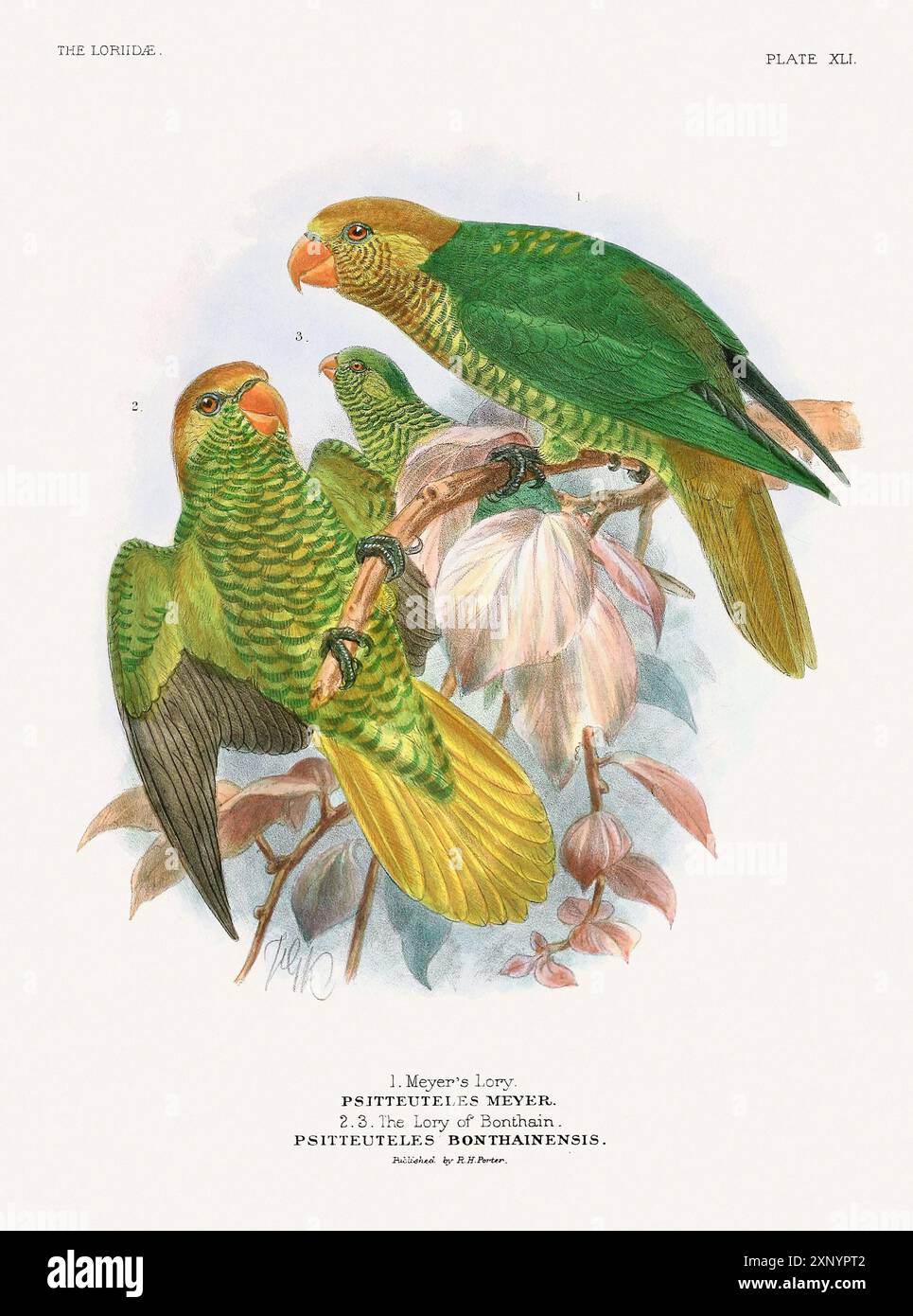 Vintage Parrot Illustration. Colorful drawing of parrots from a 19th ...