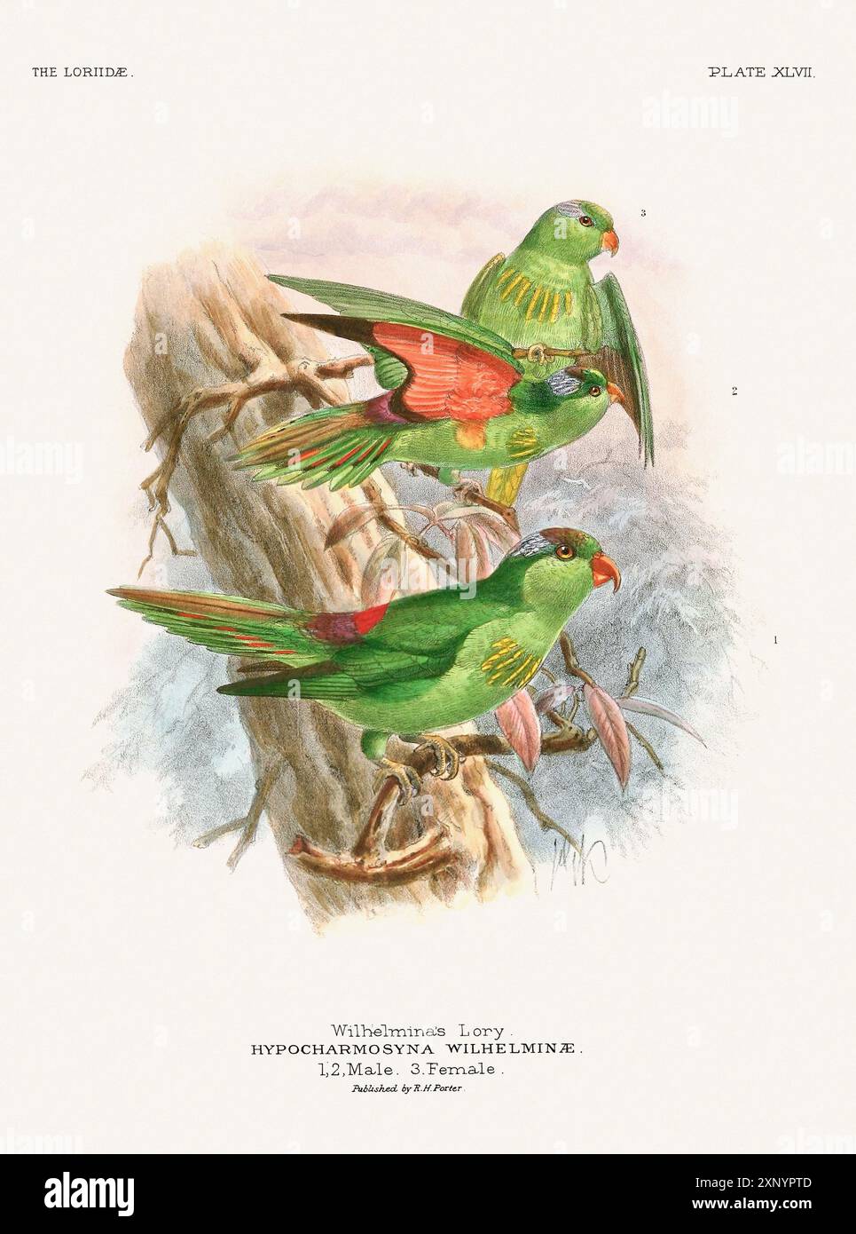 Vintage Parrot Illustration. Colorful drawing of parrots from a 19th ...