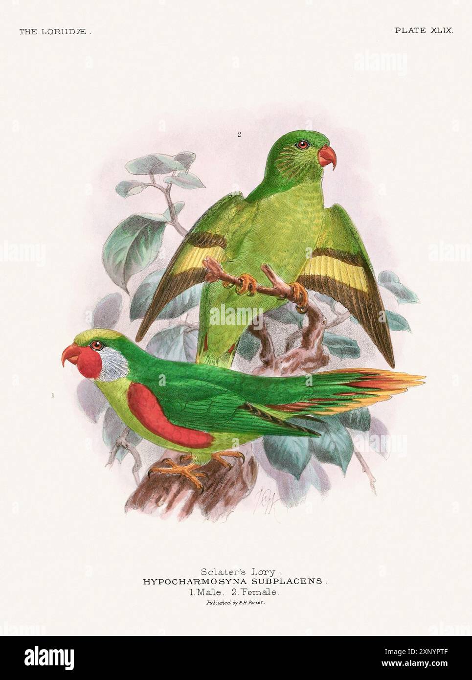 Vintage Parrot Illustration. Colorful drawing of parrots from a 19th ...