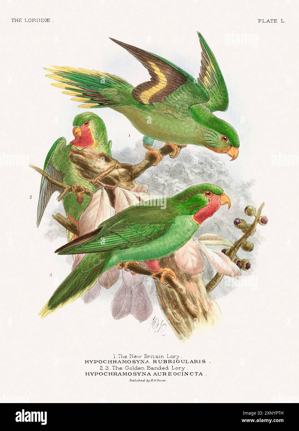 Vintage Parrot Illustration. Colorful drawing of parrots from a 19th ...