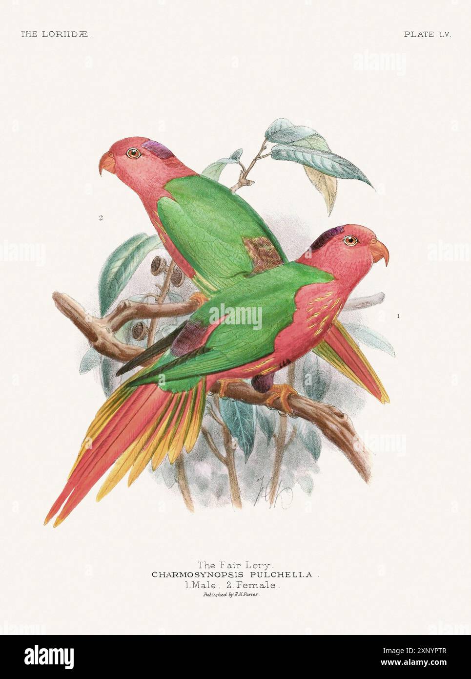 Vintage Parrot Illustration. Colorful drawing of parrots from a 19th ...