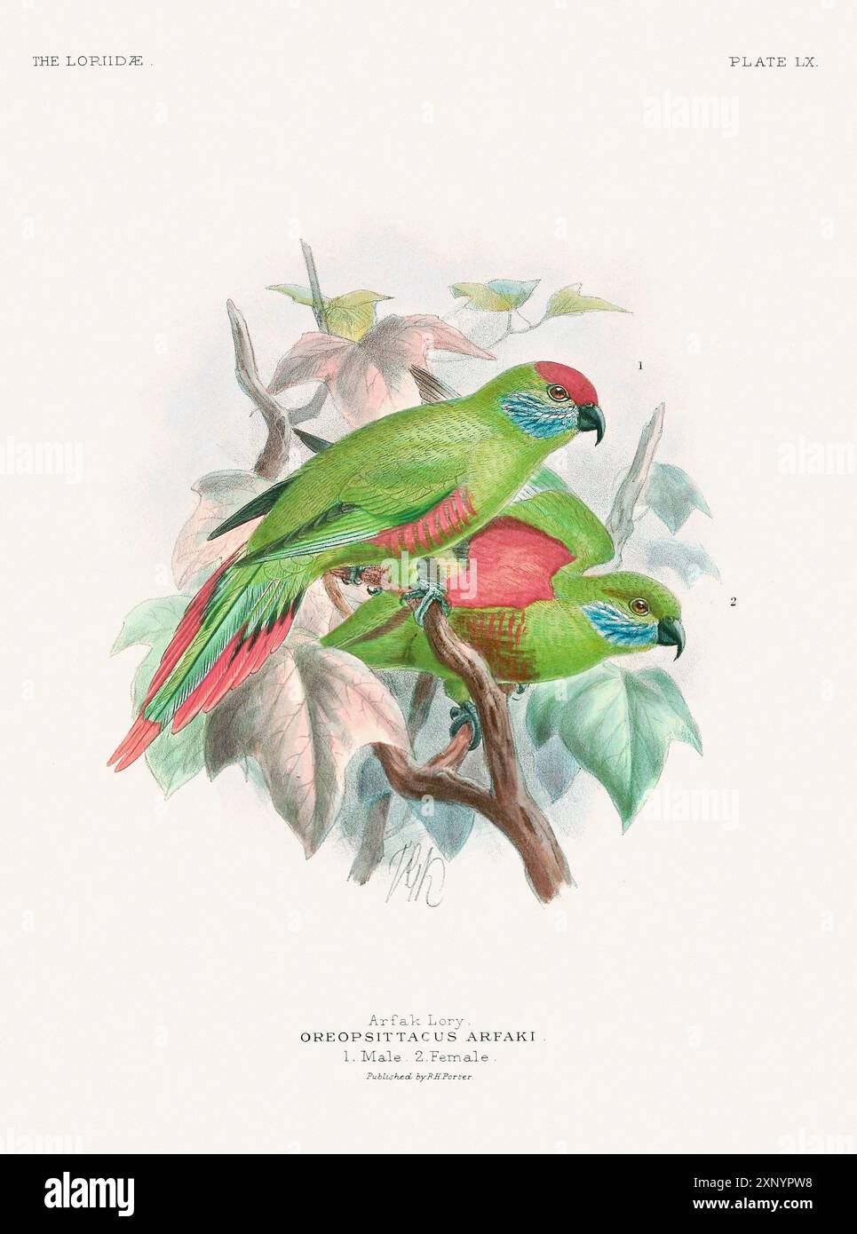 Vintage Parrot Illustration. Colorful drawing of parrots from a 19th ...