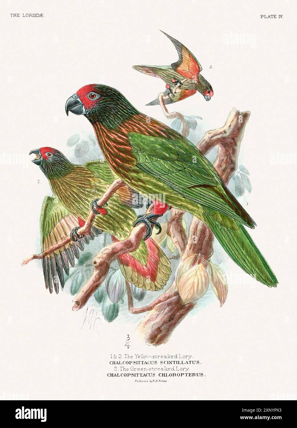 Vintage Parrot Illustration. Colorful drawing of parrots from a 19th ...