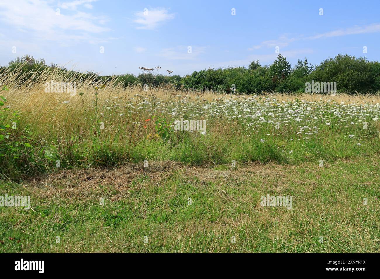 Wild flowers in the green grass and woodlands of the North Kent ...