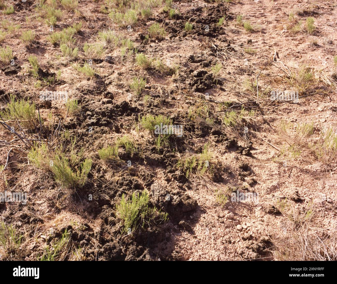 West texas sludge hi-res stock photography and images - Alamy
