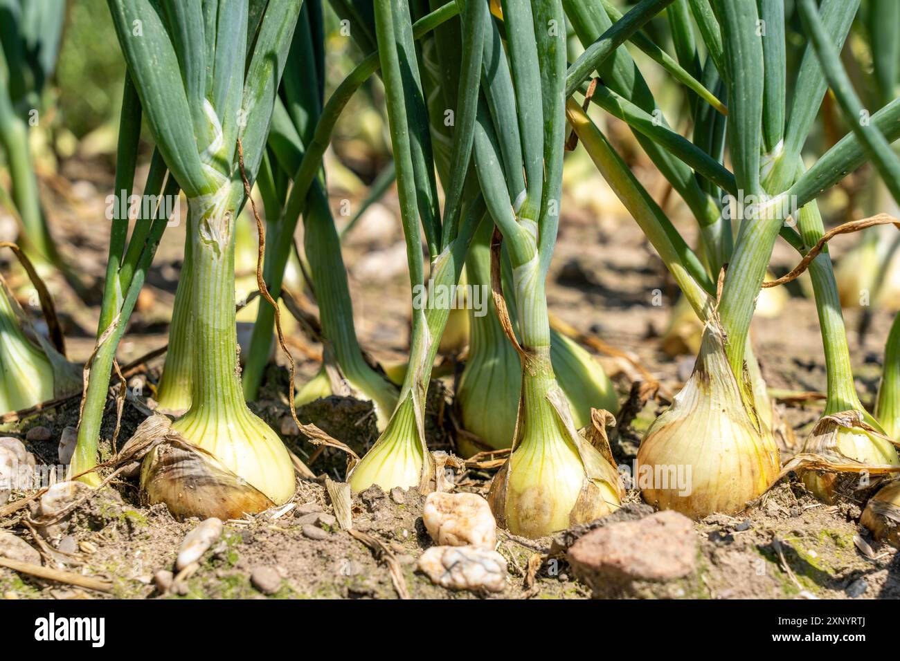 Onion cultivation, in a field, white onion, North Rhine-Westphalia ...