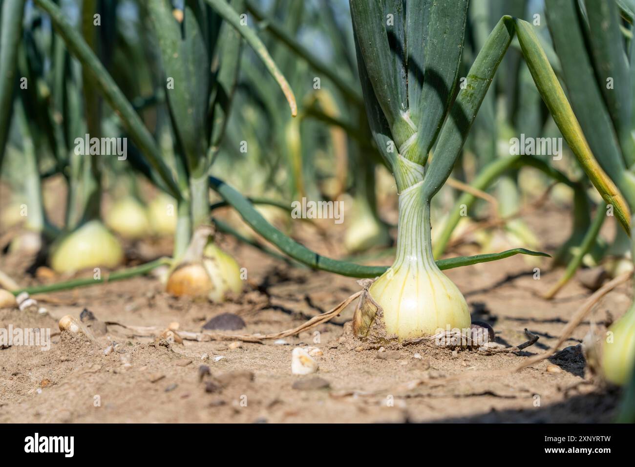 Onion cultivation, in a field, white onion, North Rhine-Westphalia ...