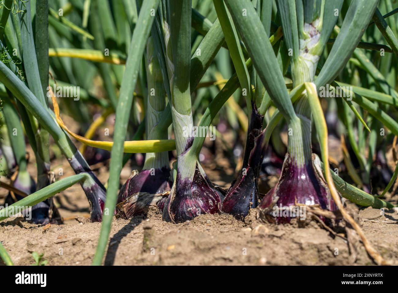 Onion cultivation, in a field, red onion, North Rhine-Westphalia ...