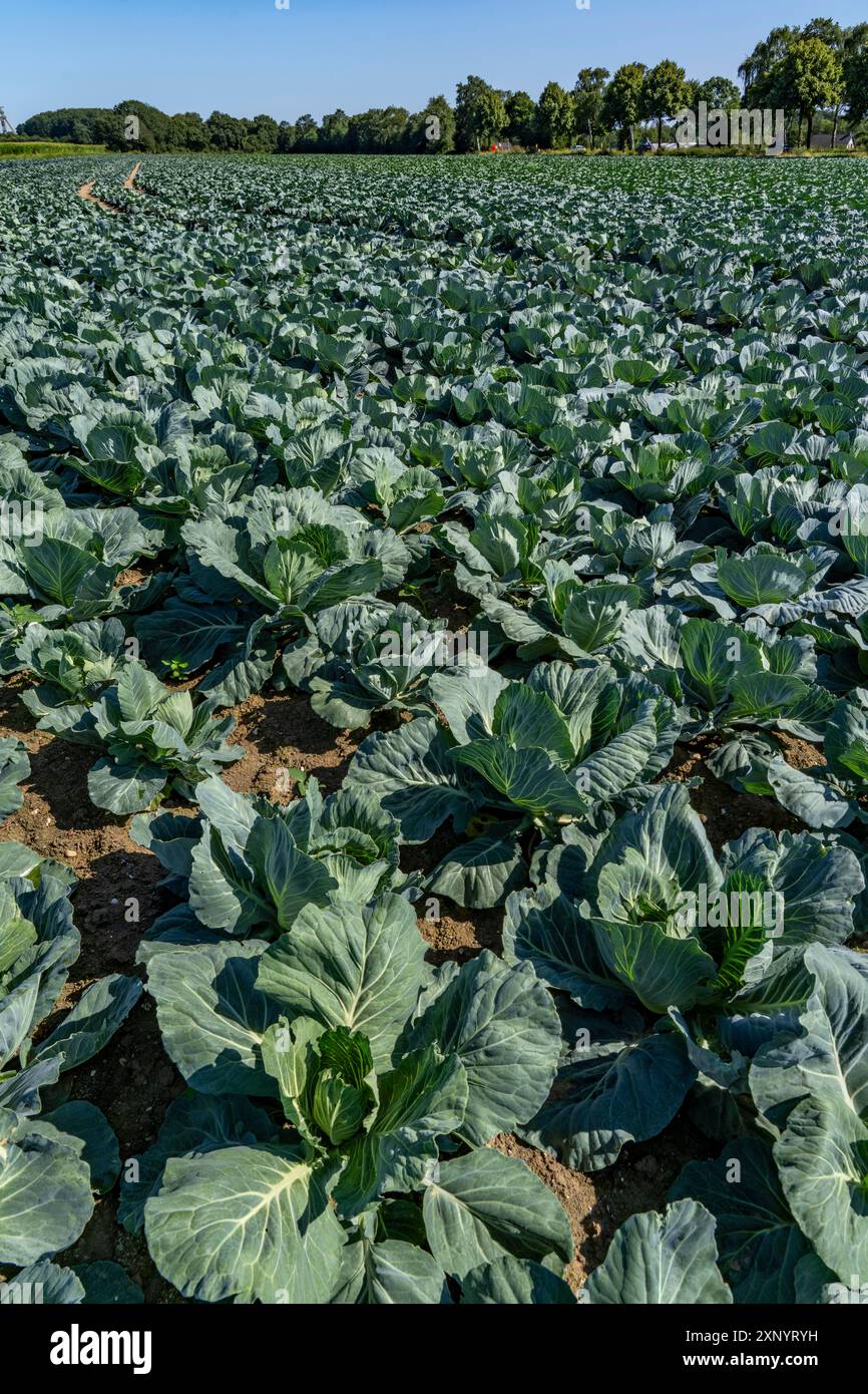 Cabbage cultivation, in a field, young white cabbage, North Rhine ...
