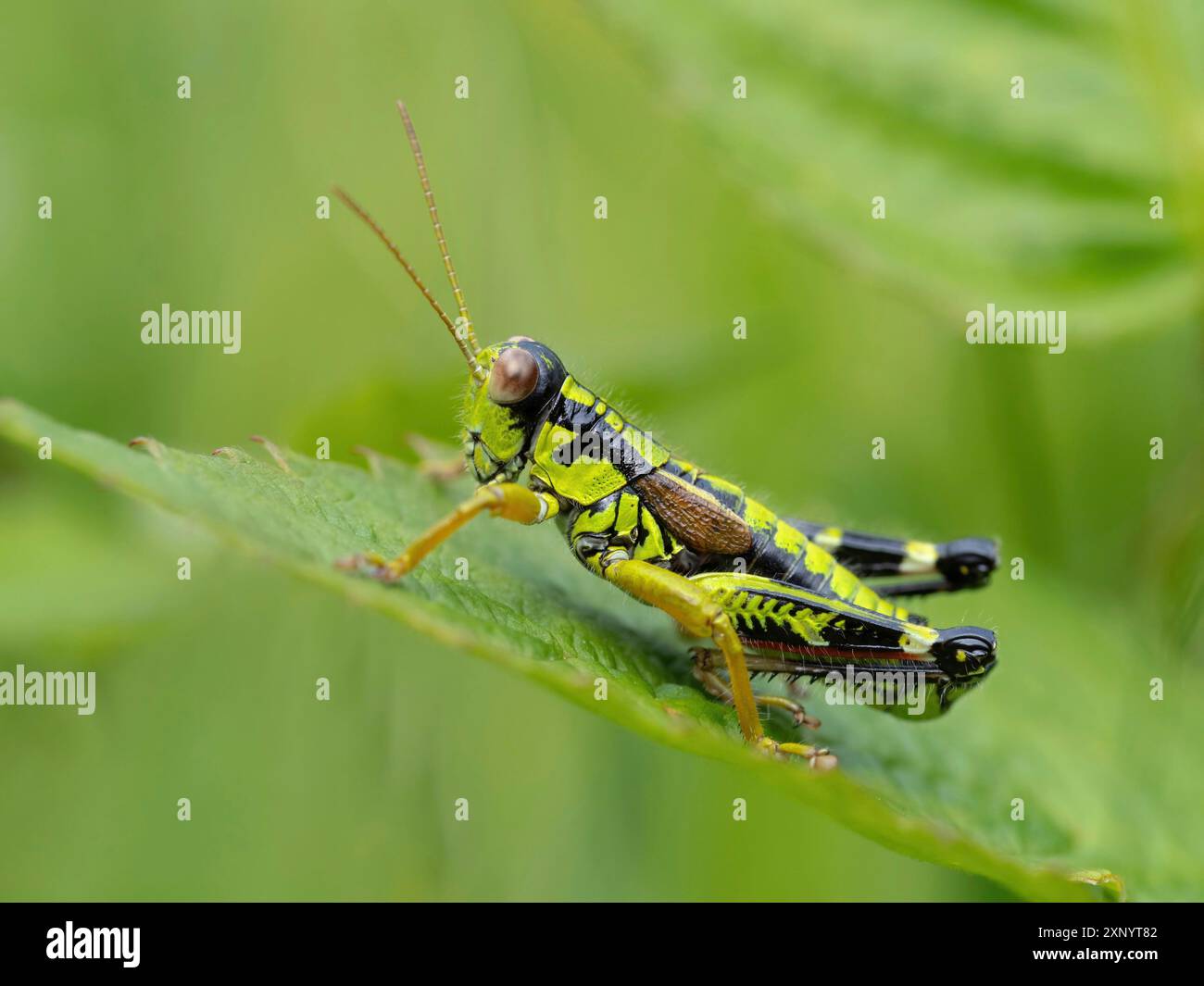 Green mountain grasshopper (Miramella alpina), Grasshopper, Green Mountain Grasshopper ...