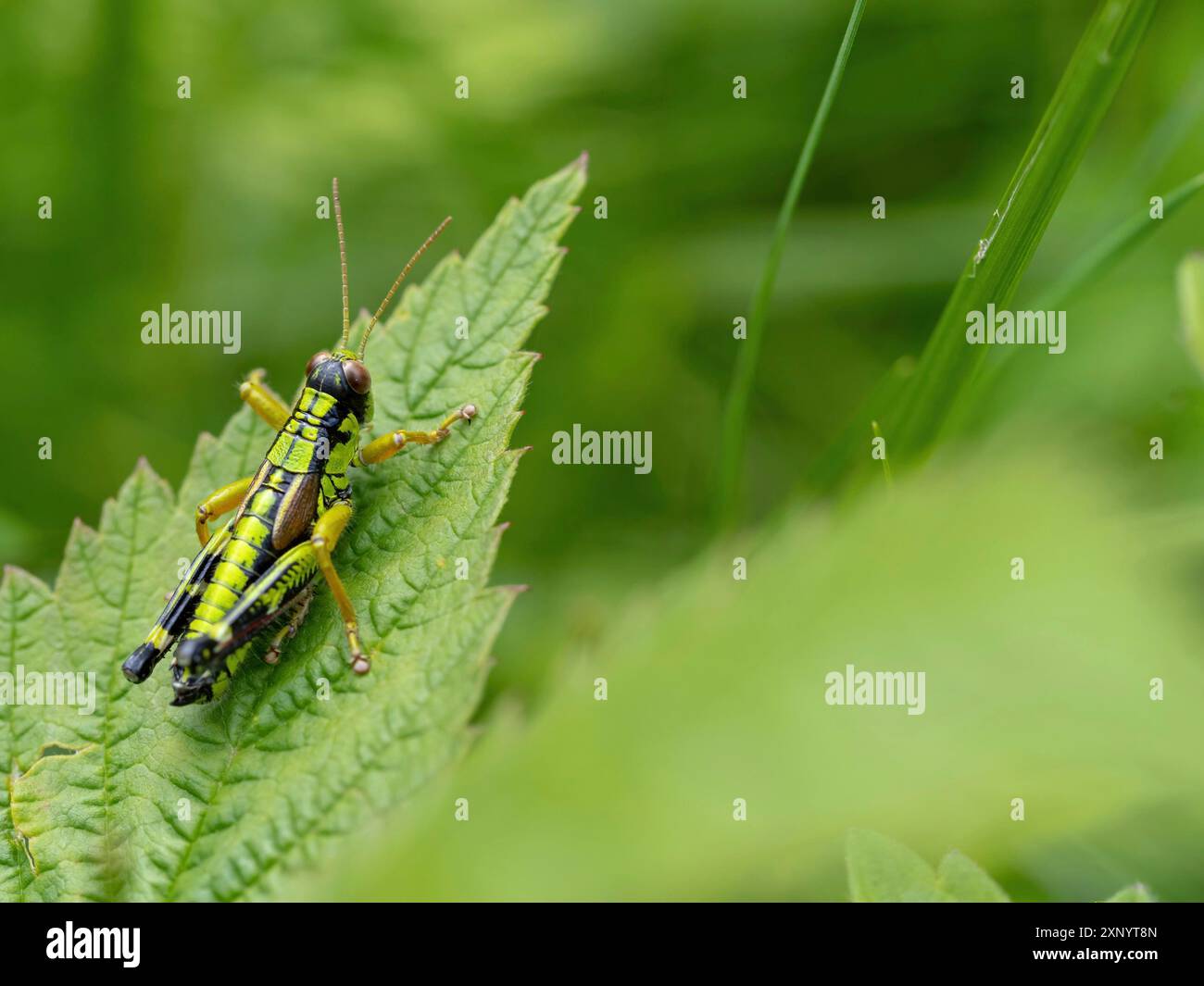 Green mountain grasshopper (Miramella alpina), Grasshopper, Green ...