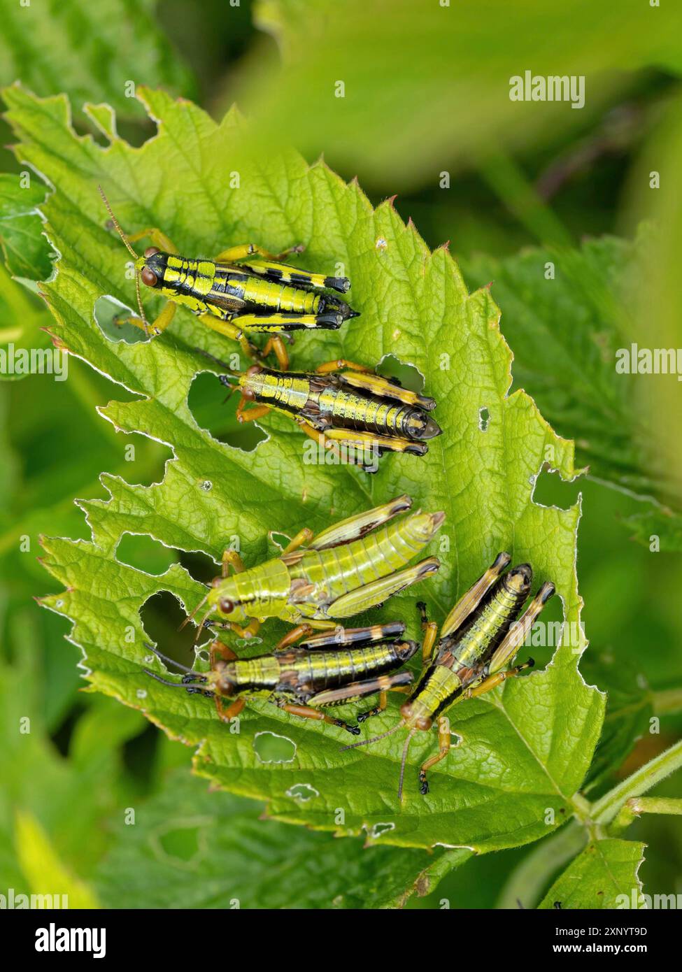 Green mountain grasshopper (Miramella alpina), Grasshopper, Green ...