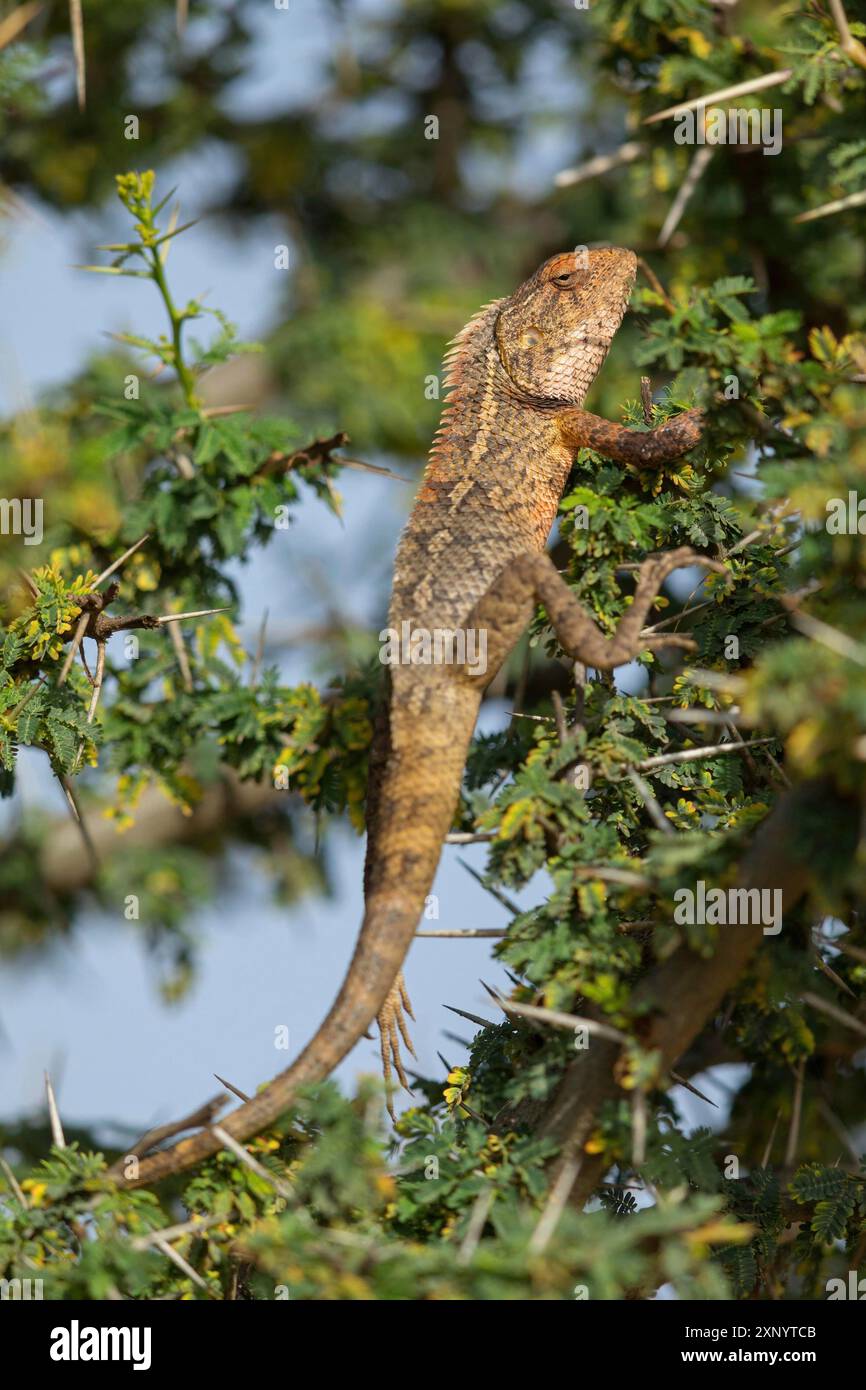 Garden lizard calotes versicolor hi-res stock photography and images ...