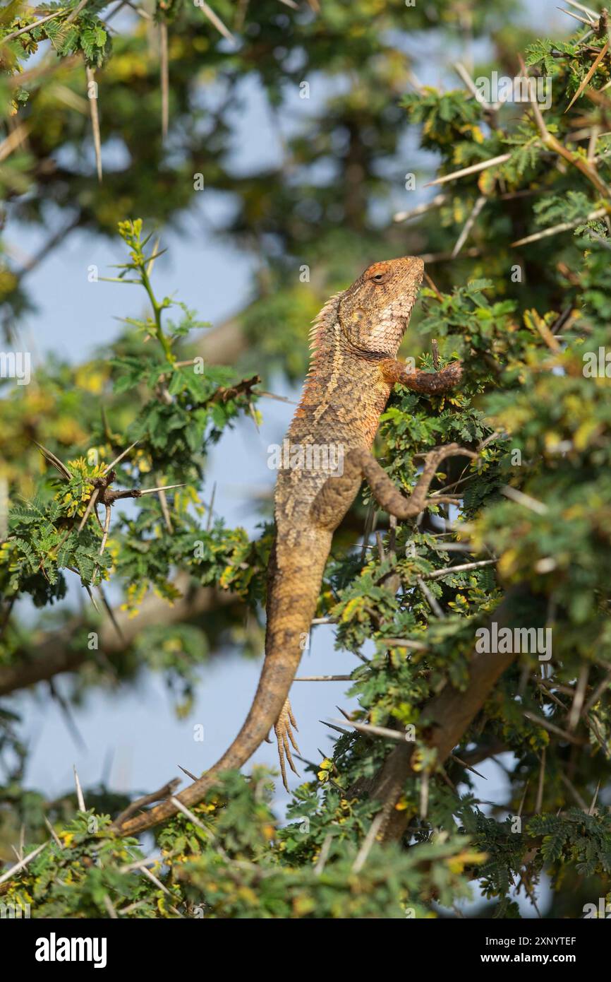 Garden plant bush reptiles hi-res stock photography and images - Alamy