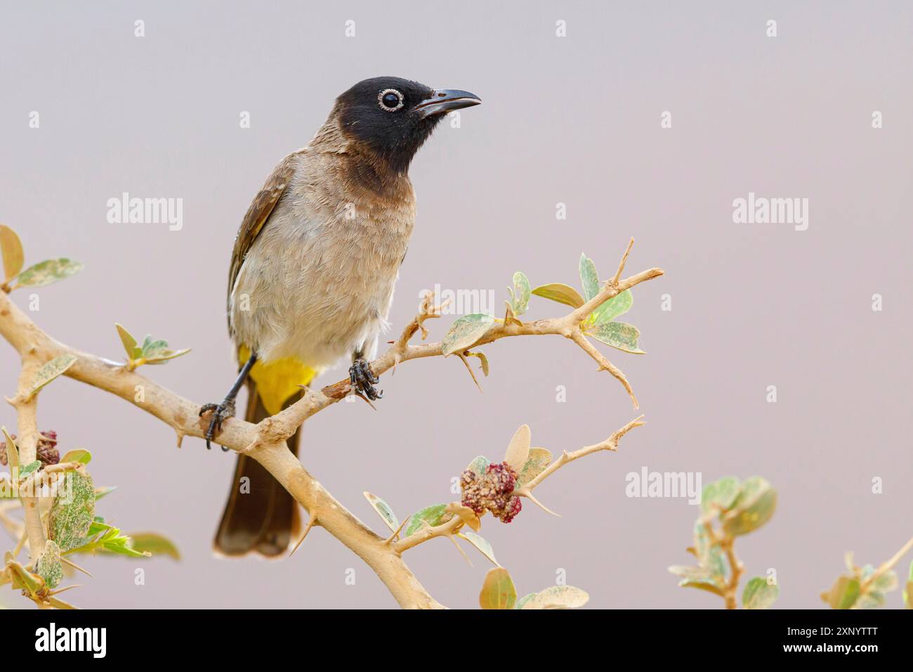 Yellow-vented Bulbul, Yellow-eyed Bulbul, White-eyed Bulbul, White ...