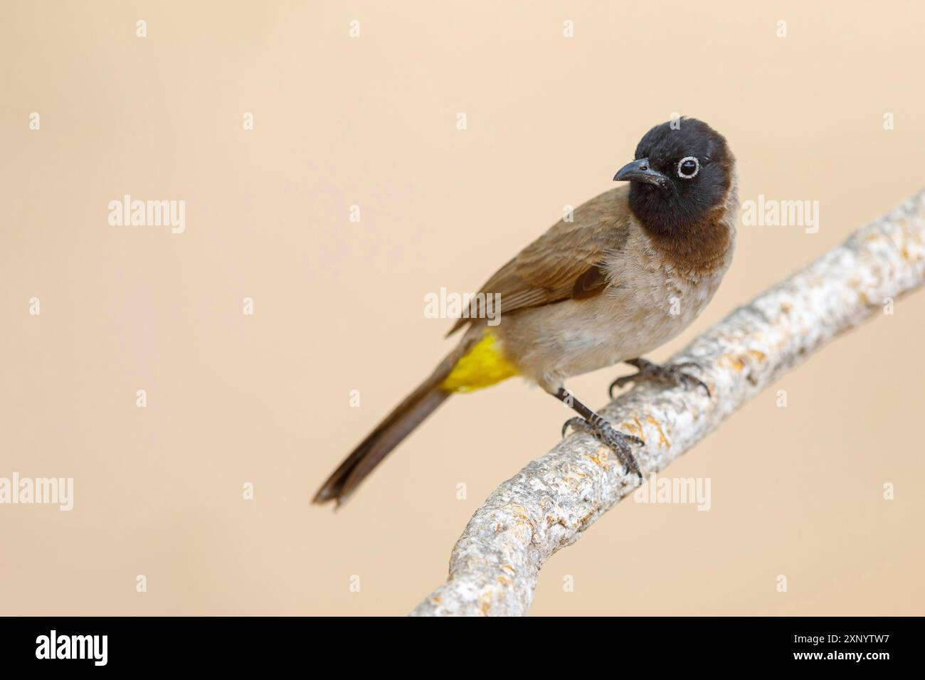 Yellow-vented Bulbul, Yellow-eyed Bulbul, White-eyed Bulbul, White ...