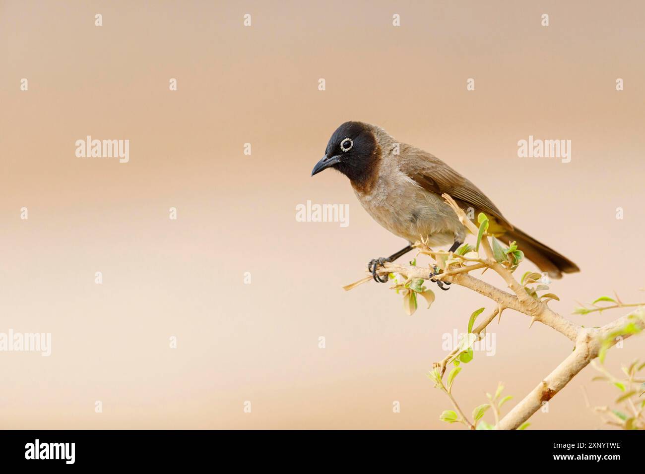Yellow-vented Bulbul, Yellow-eyed Bulbul, White-eyed Bulbul, White ...