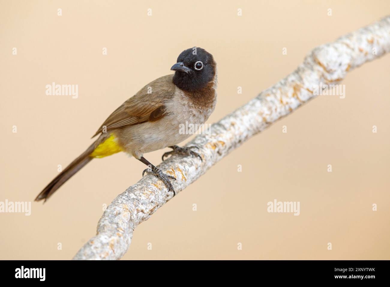 Yellow-vented Bulbul, Yellow-eyed Bulbul, White-eyed Bulbul, White ...