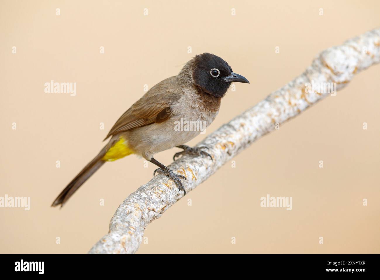 Yellow-vented Bulbul, Yellow-eyed Bulbul, White-eyed Bulbul, White ...