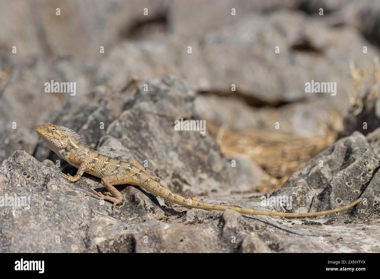 Oriental garden lizard (Calotes versicolor), Oriental garden lizard ...
