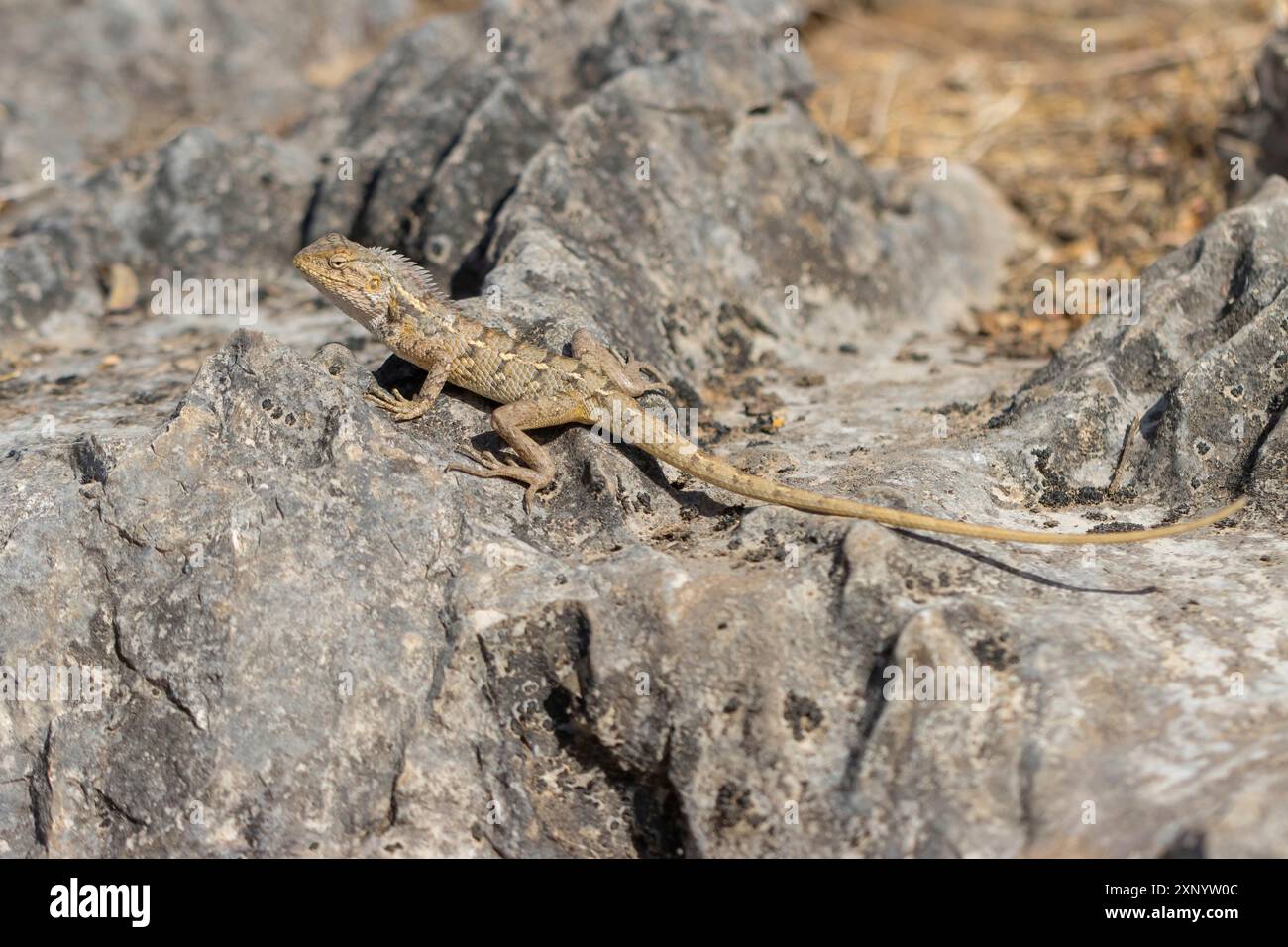 Garden plant bush reptiles hi-res stock photography and images - Alamy