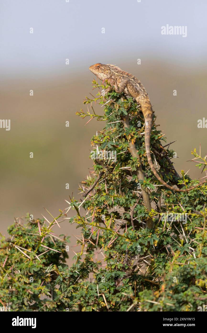 Garden plant bush reptiles hi-res stock photography and images - Alamy