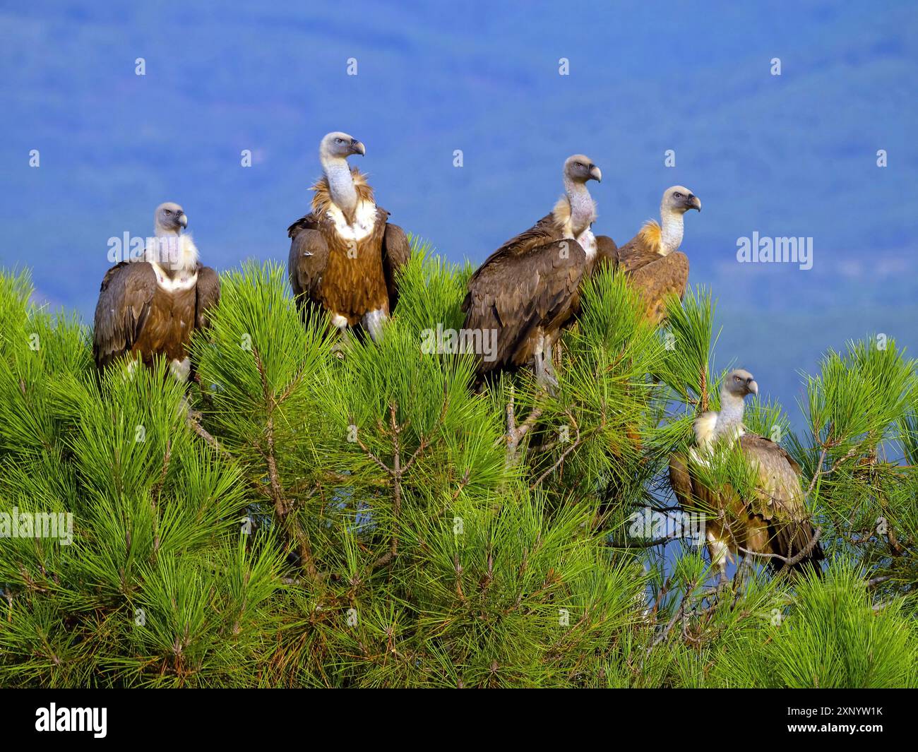 Griffon Vulture, Eurasian Griffon Vulture, Griffon Vulture, Eurasian ...