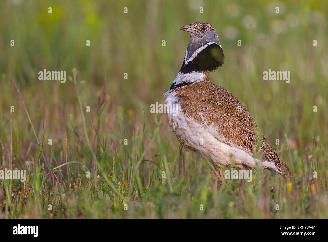 Little bustard (Tetrax tetrax) Outarde canepetiere, Sison Comun, Hides ...